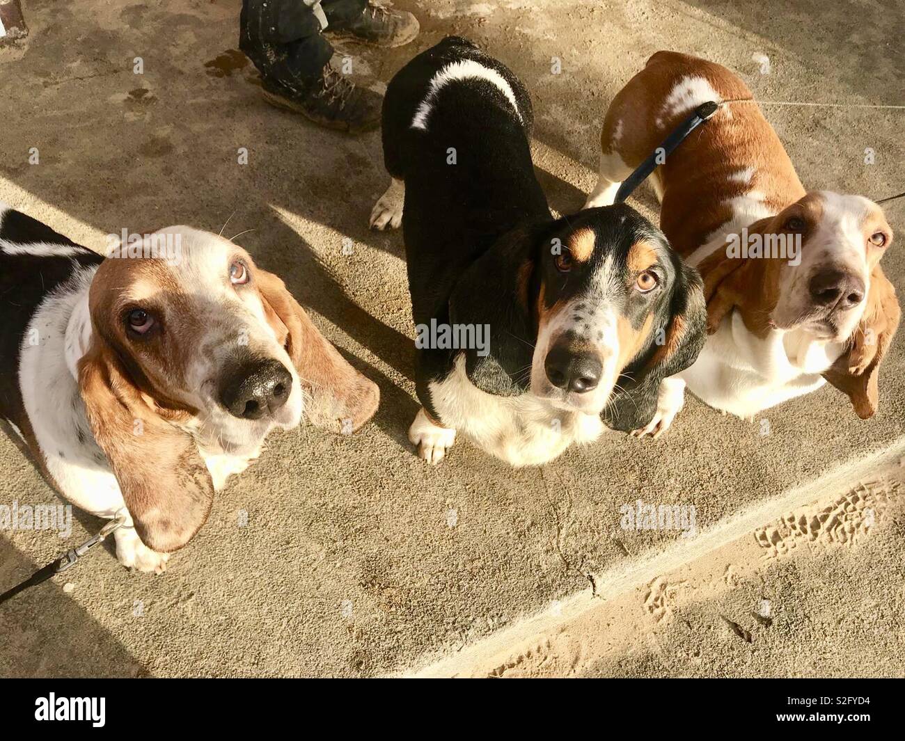 Bassets hi-res stock photography and images - Alamy