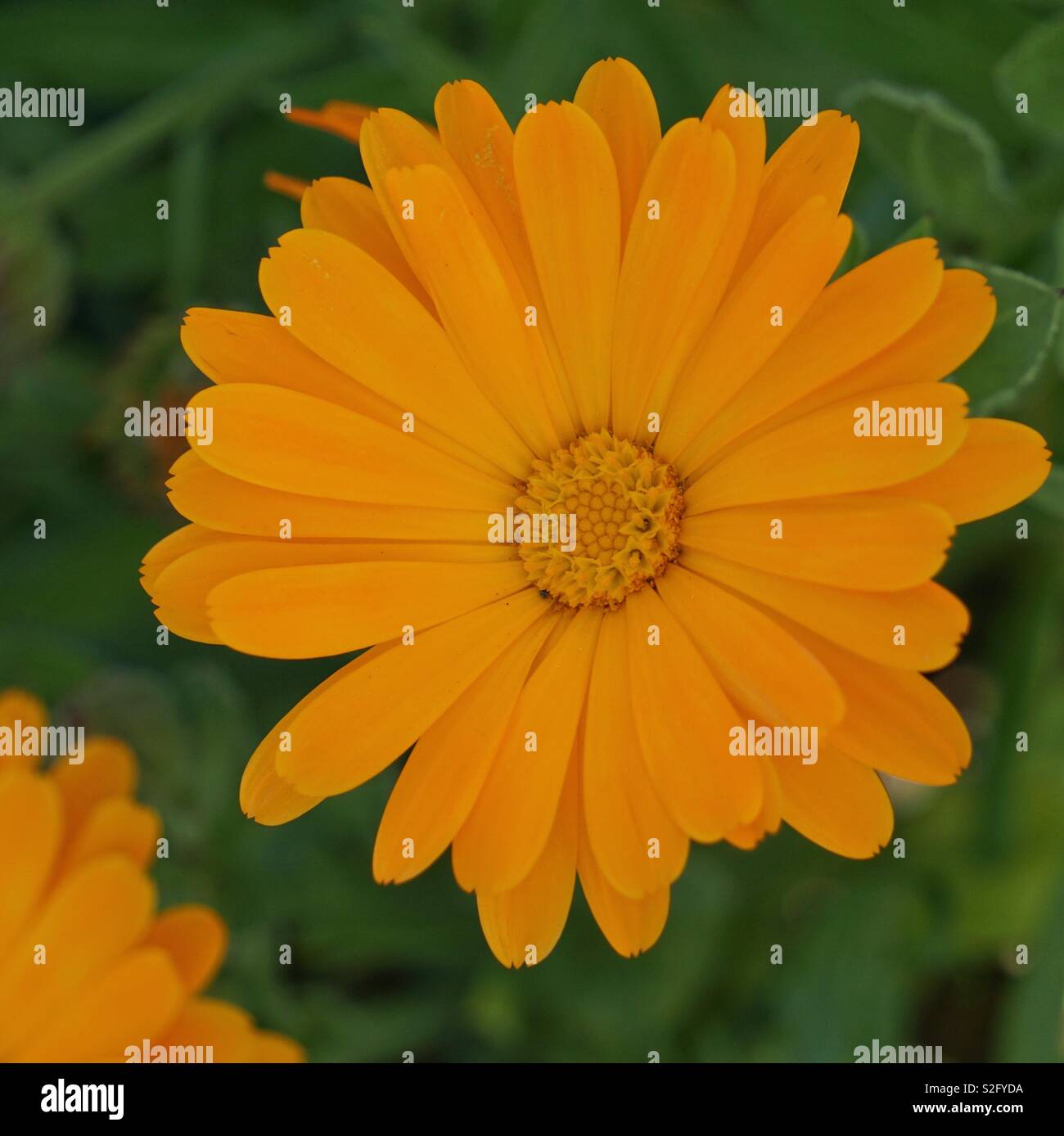 beautiful orange flowers in the garden Stock Photo - Alamy