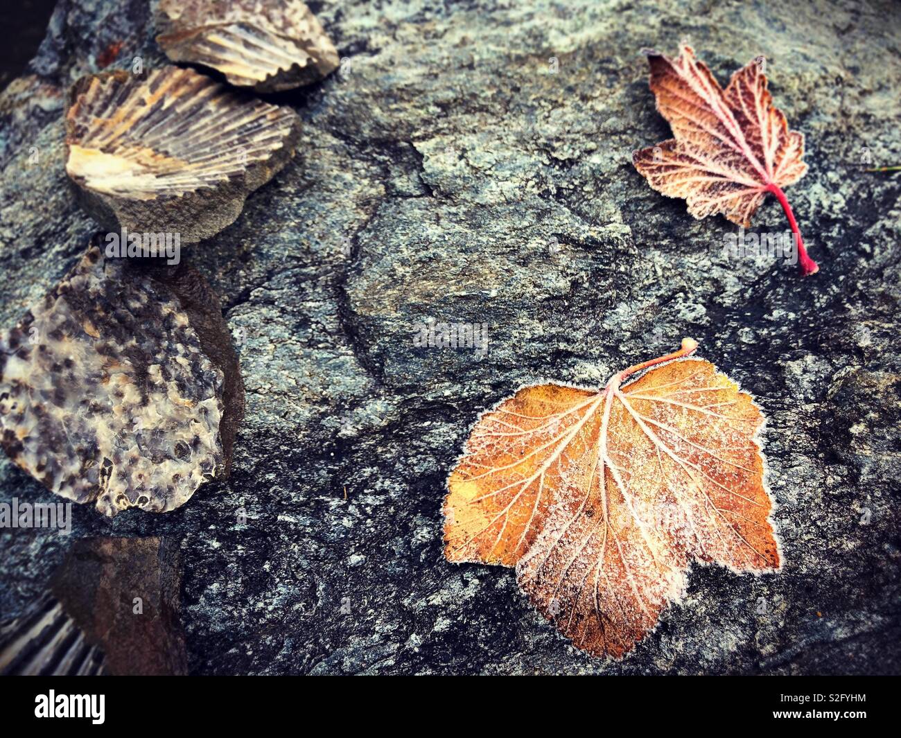 Shell fossils hi-res stock photography and images - Alamy