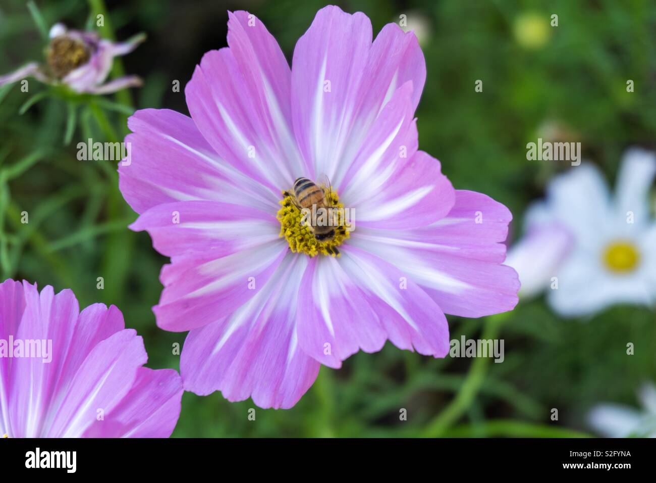 Bee keep working Stock Photo - Alamy