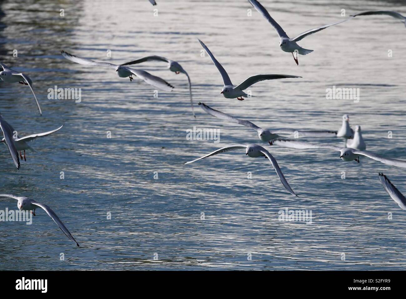 Seagulls flying freely Stock Photo - Alamy