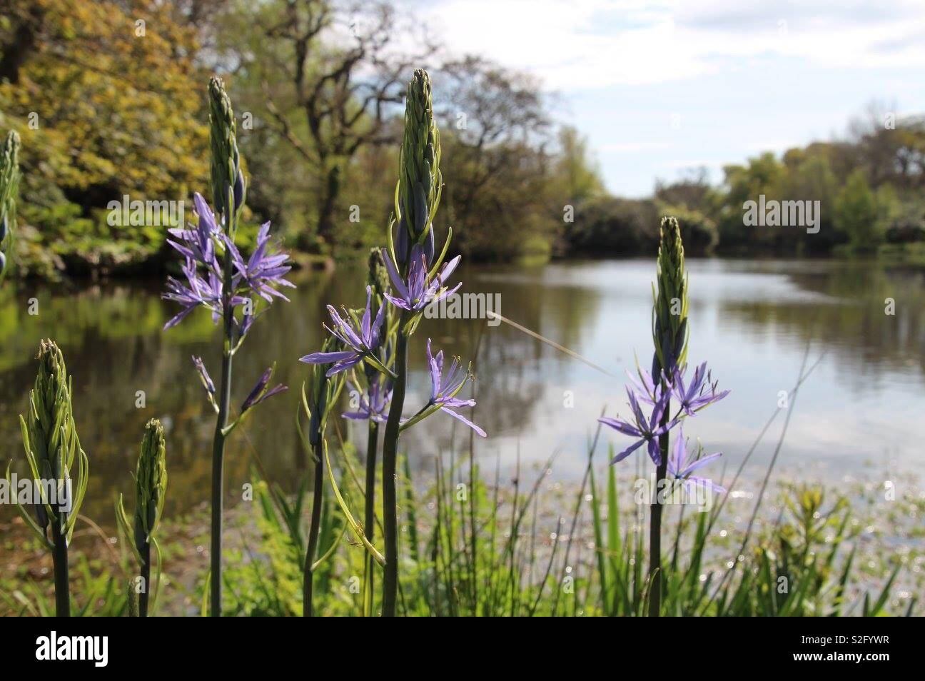 Portmore hi-res stock photography and images - Alamy