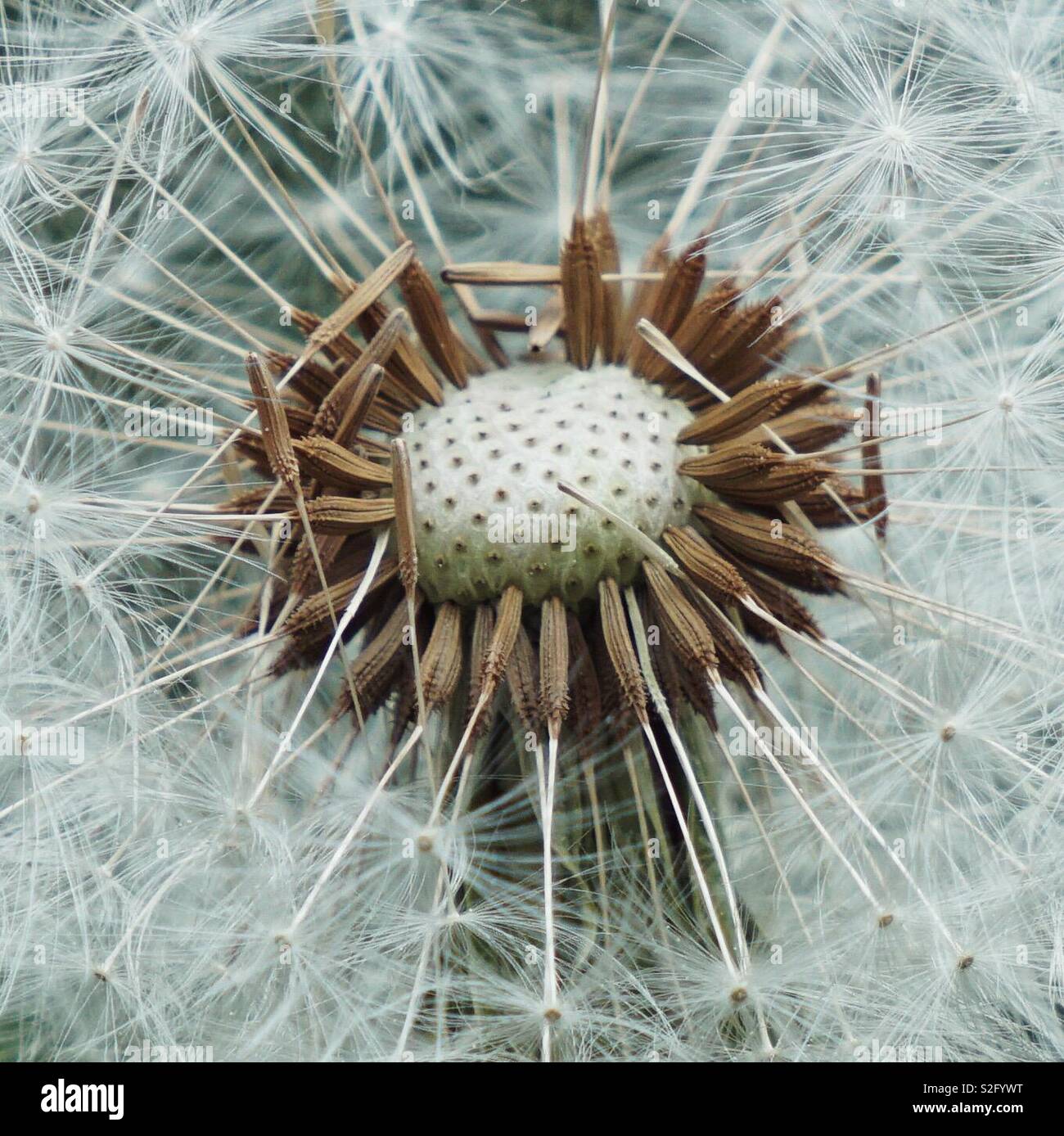 Plant texture hi-res stock photography and images - Alamy