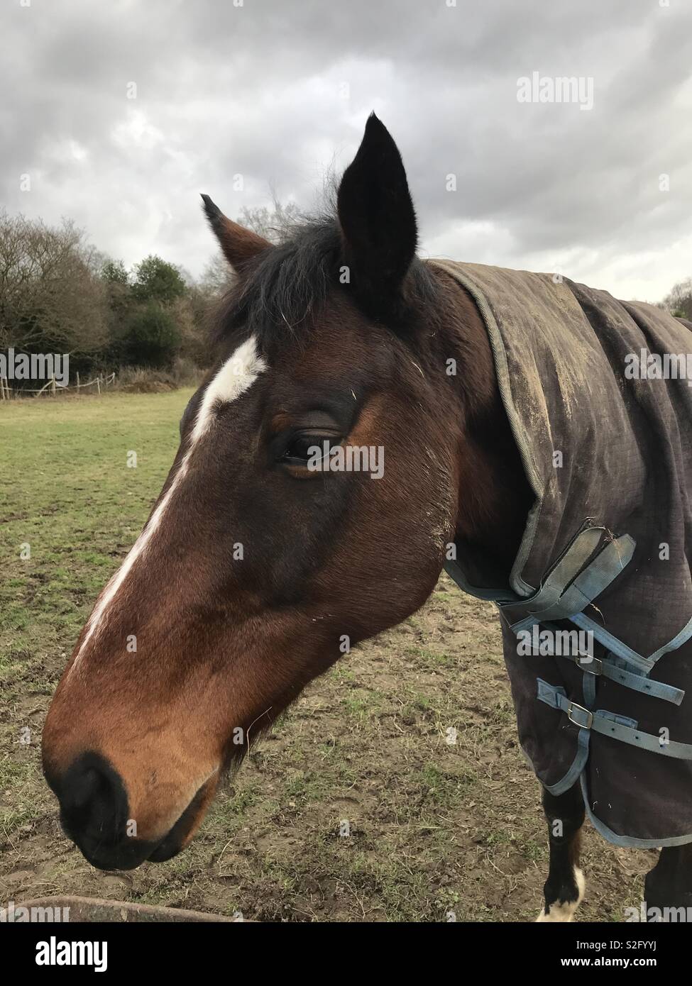 Horse snout hi-res stock photography and images - Alamy