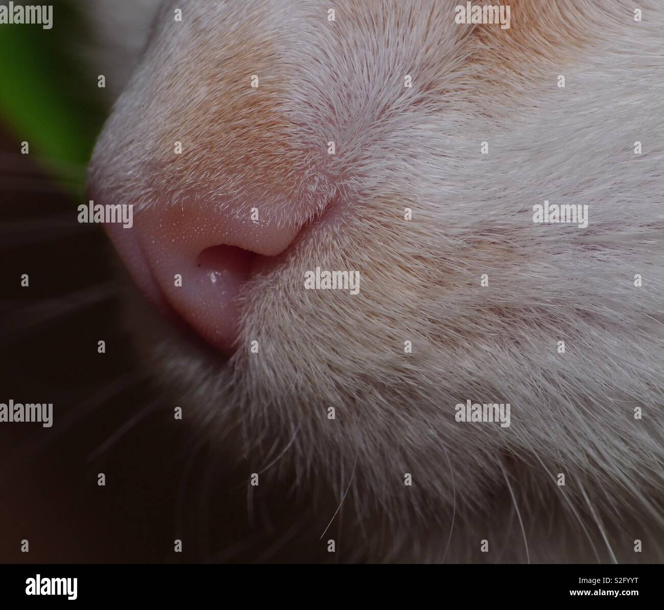 Cats Nose High Resolution Stock Photography and Images - Alamy
