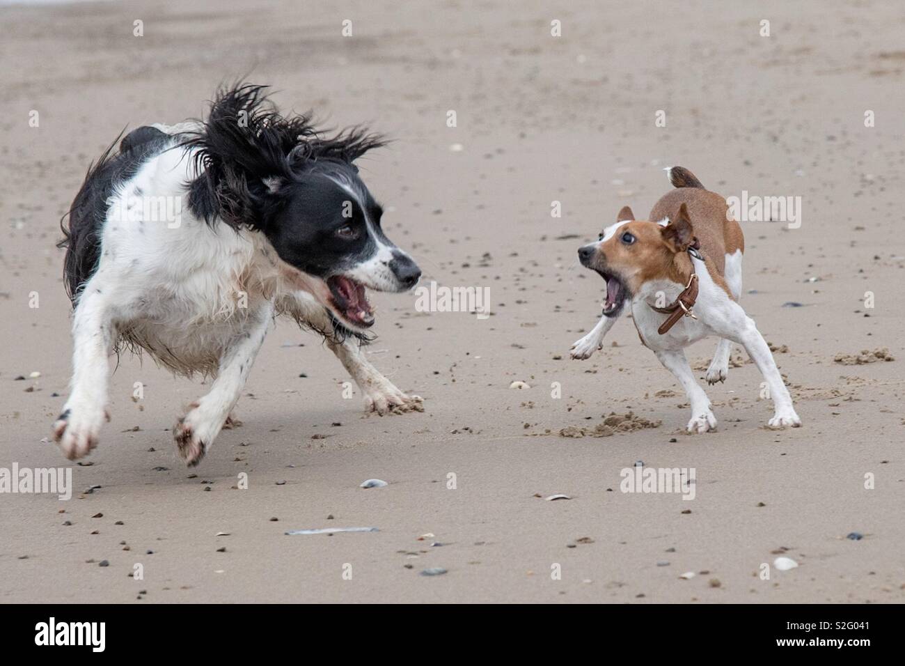Dogs playing on the beach Stock Photo - Alamy