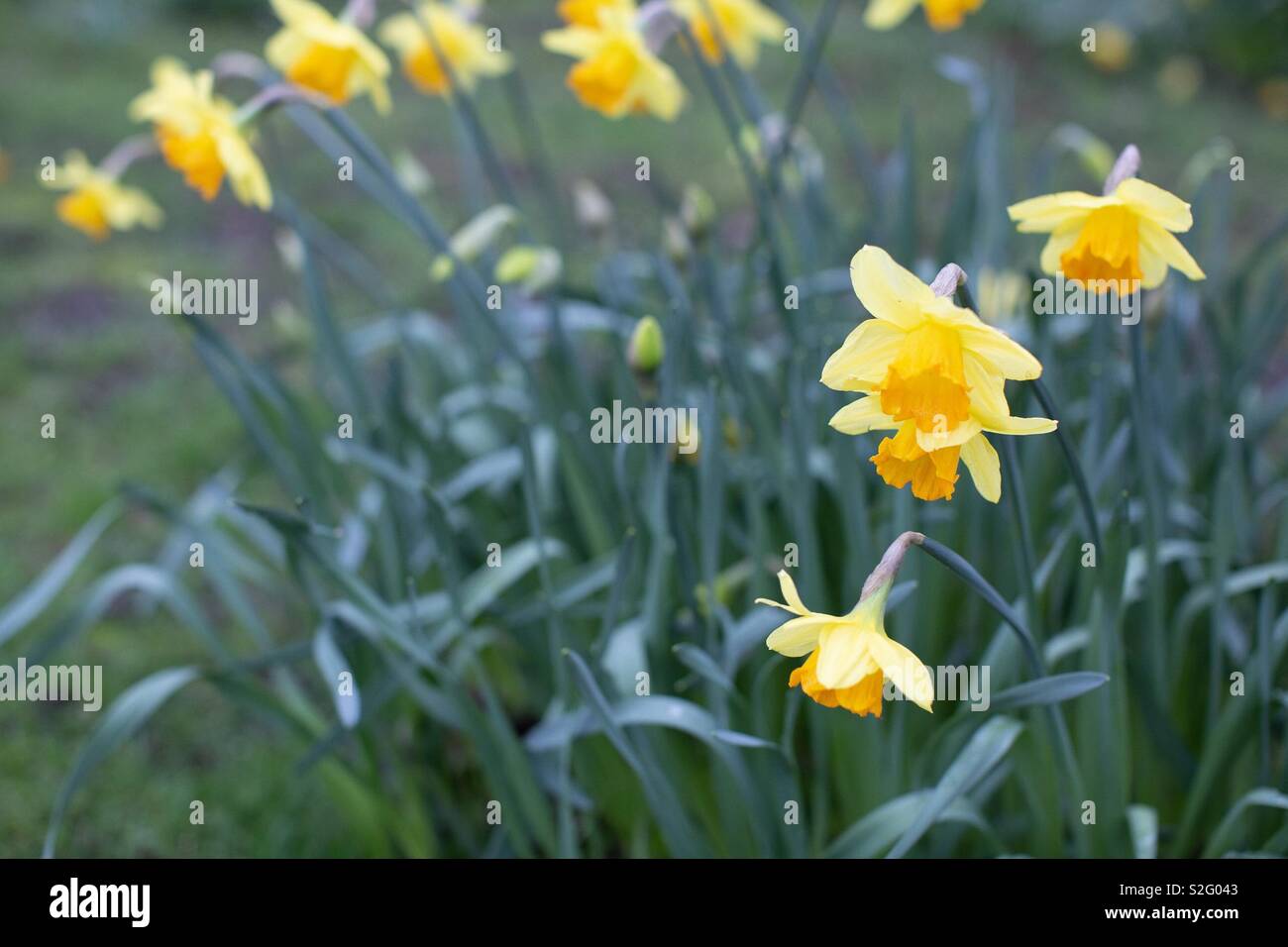 Daffodils in spring Stock Photo - Alamy