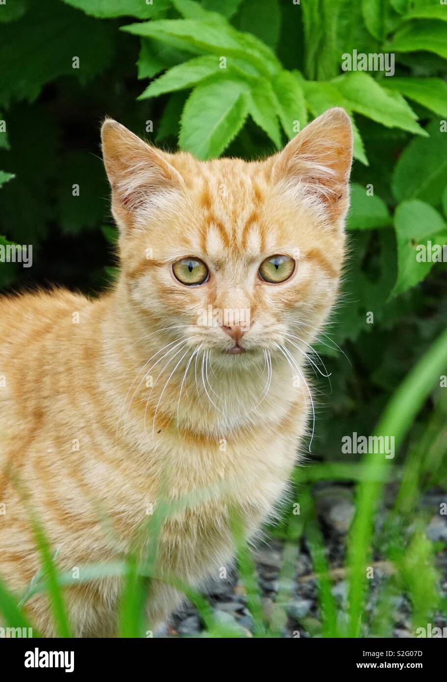 beautiful kitty cat portrait Stock Photo - Alamy