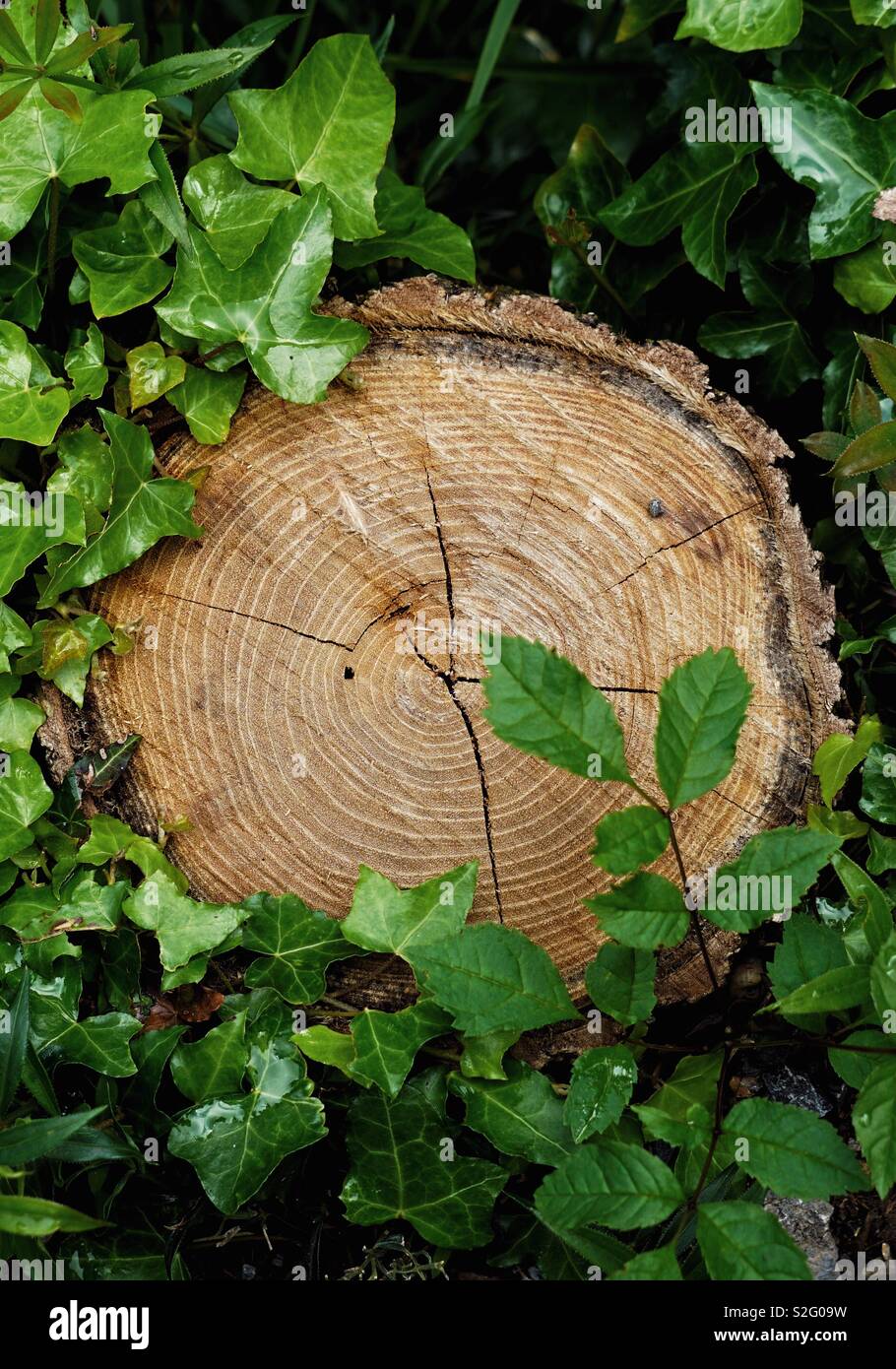 abstract tree trunk wooden texture Stock Photo - Alamy