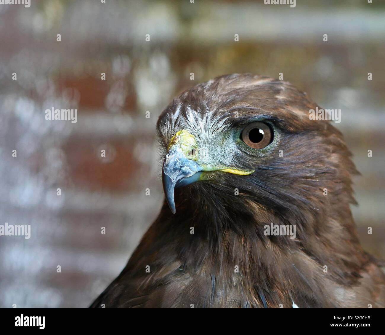 Stare of bird hi-res stock photography and images - Alamy