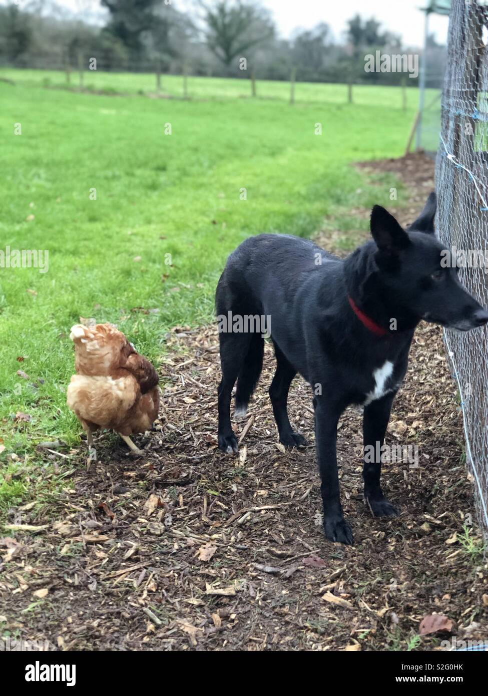 Chicken and dog! Stock Photo - Alamy