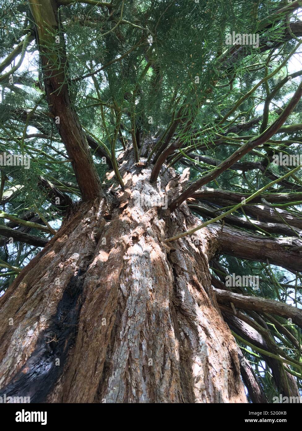 Giant sequoia tree branches hi-res stock photography and images - Alamy