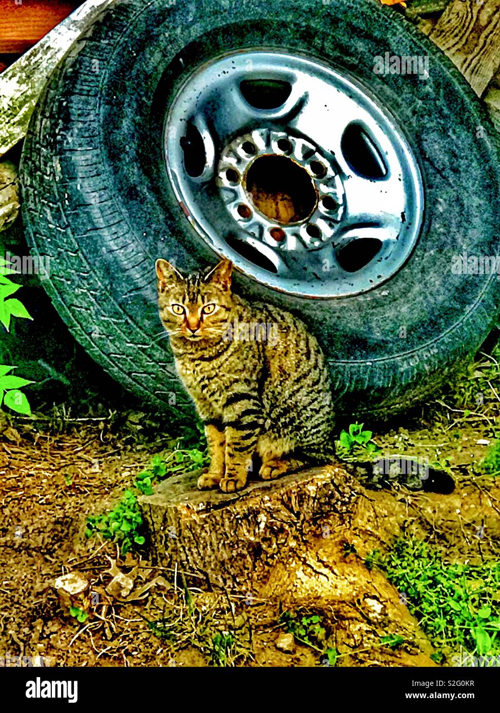 Cat in the country Stock Photo - Alamy