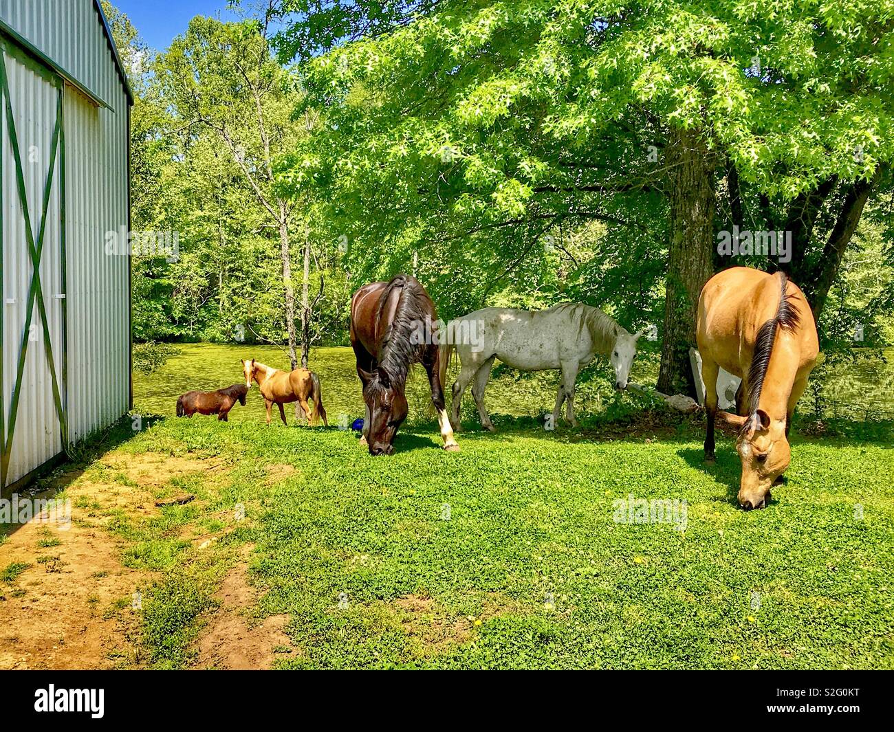 Spring afternoon in the country Stock Photo - Alamy
