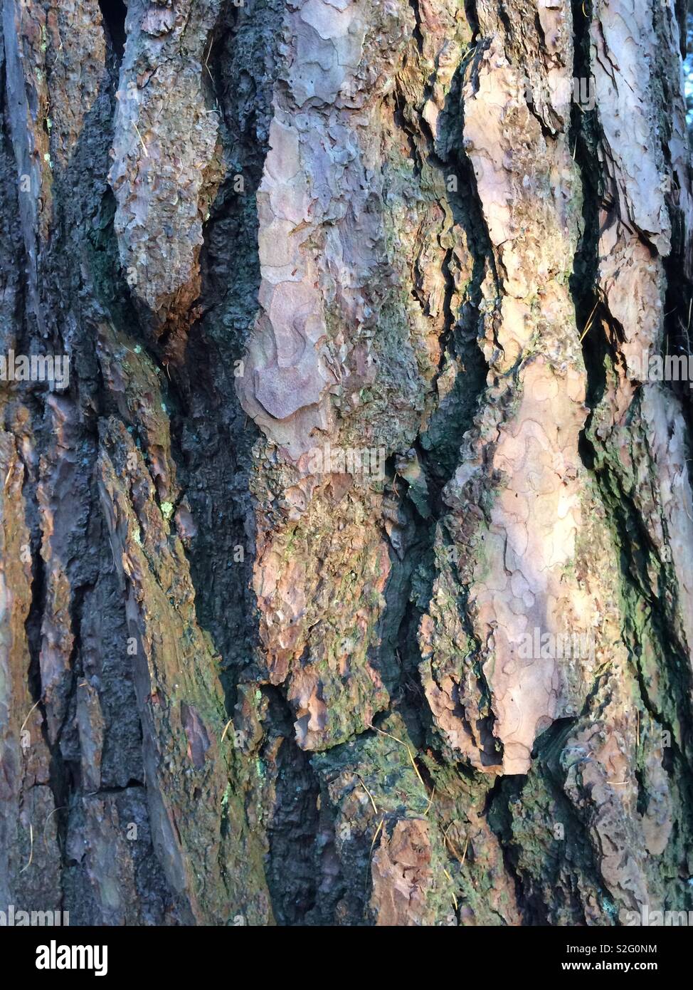 Tree bark detail Stock Photo - Alamy