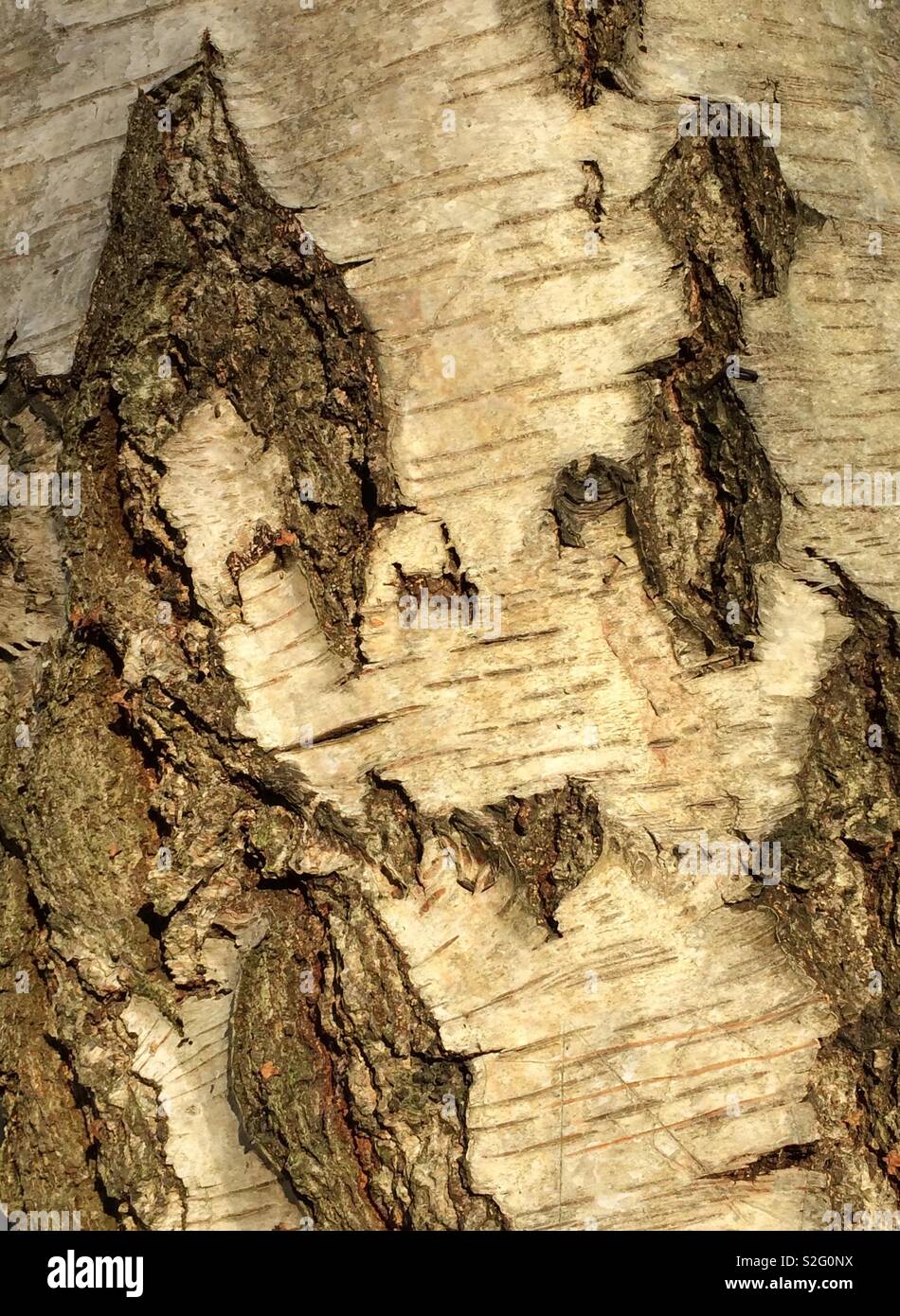 Silver Birch Bark High Resolution Stock Photography and Images - Alamy