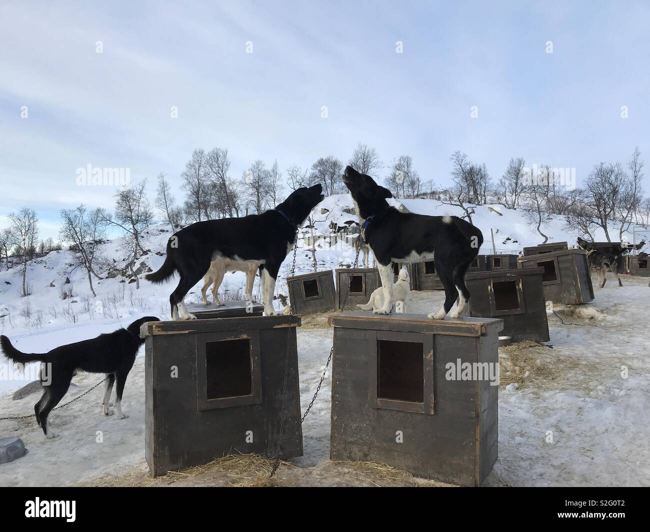 Baying High Resolution Stock Photography and Images - Alamy