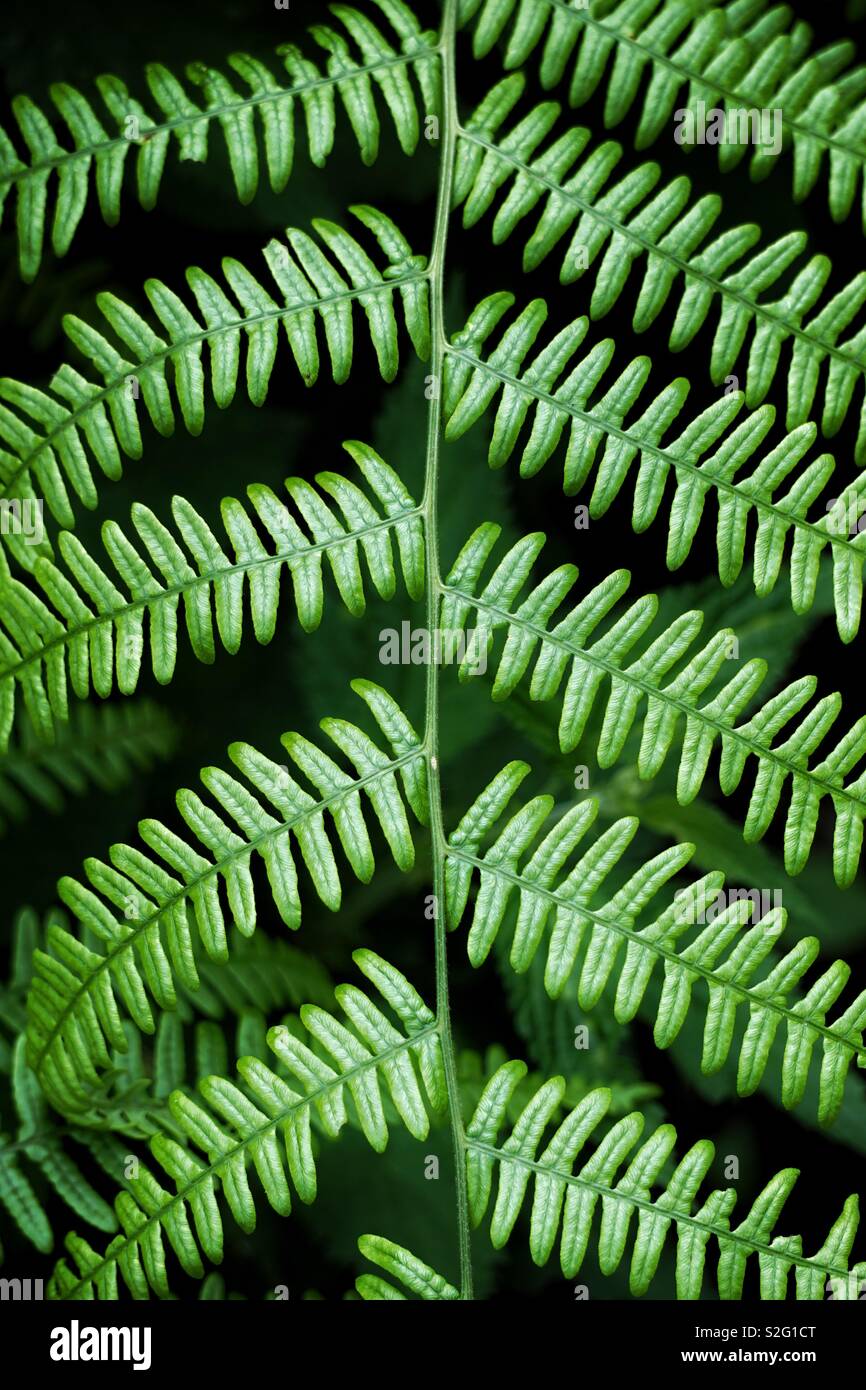 abstract green plant fern texture Stock Photo - Alamy