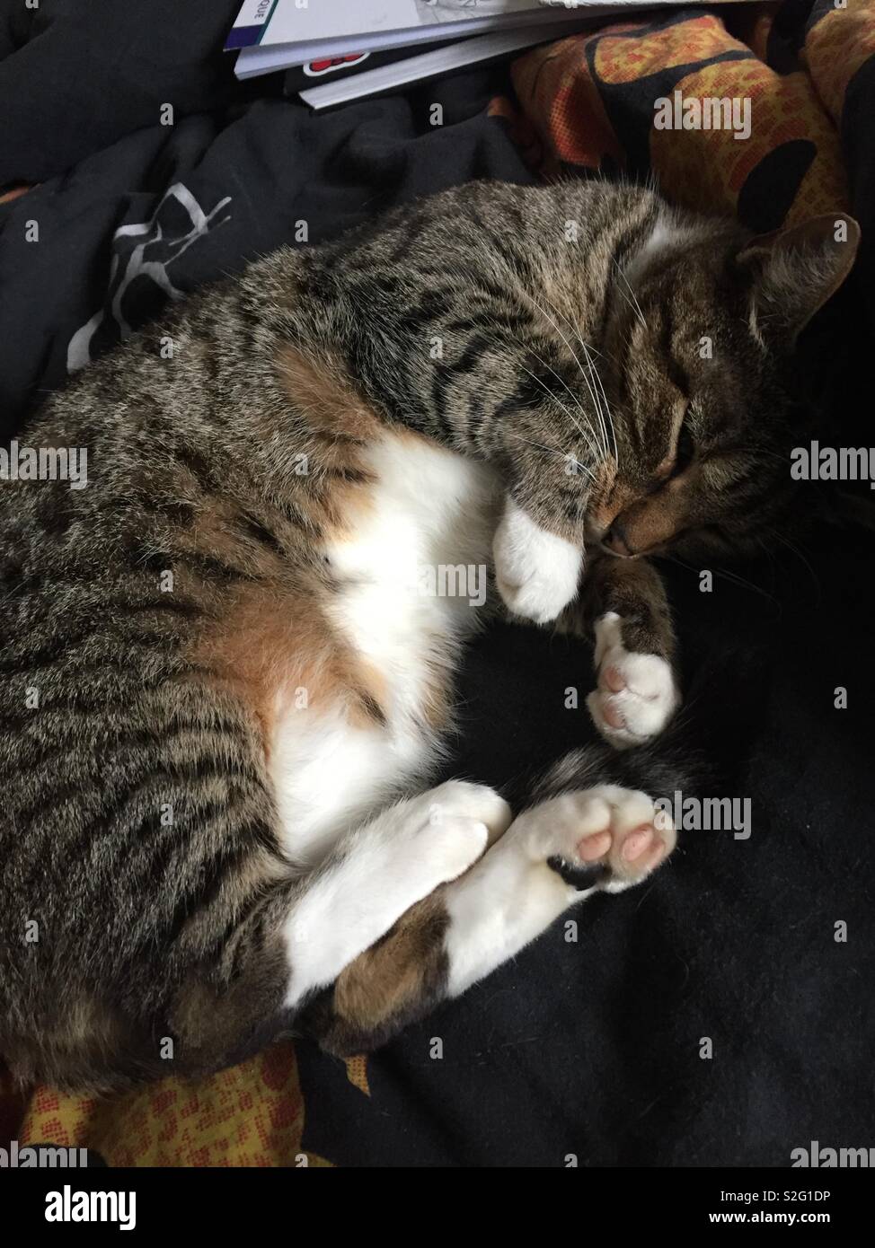 Cosy cat curled up Stock Photo - Alamy