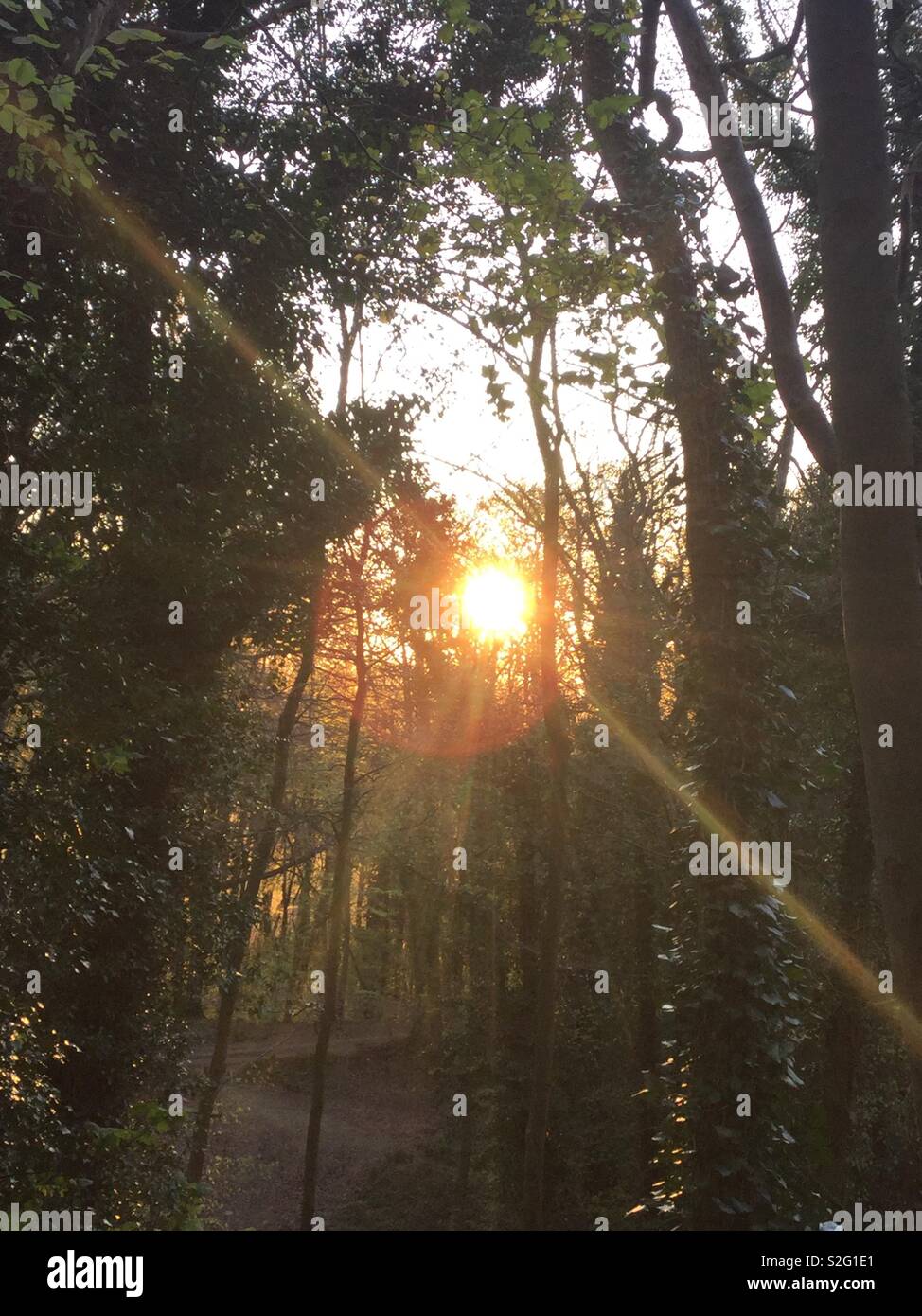 Sun trees hi-res stock photography and images - Alamy