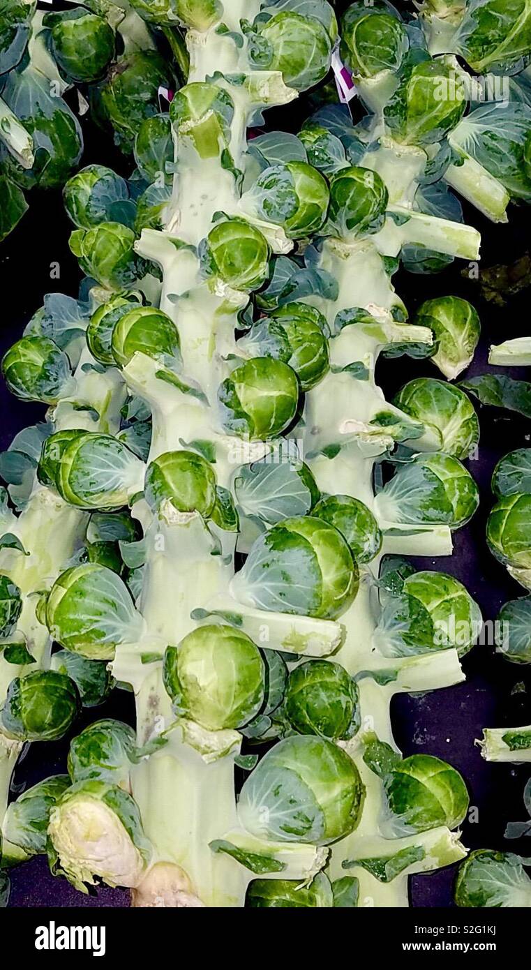 Cabbage Stalk High Resolution Stock Photography and Images - Alamy