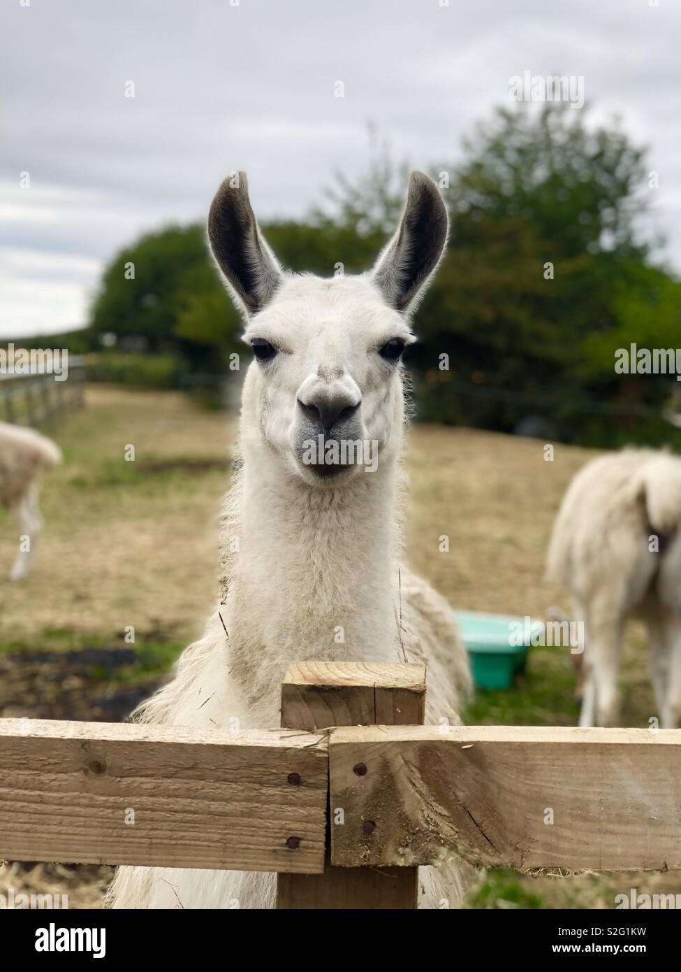 Llama farm hi-res stock photography and images - Alamy