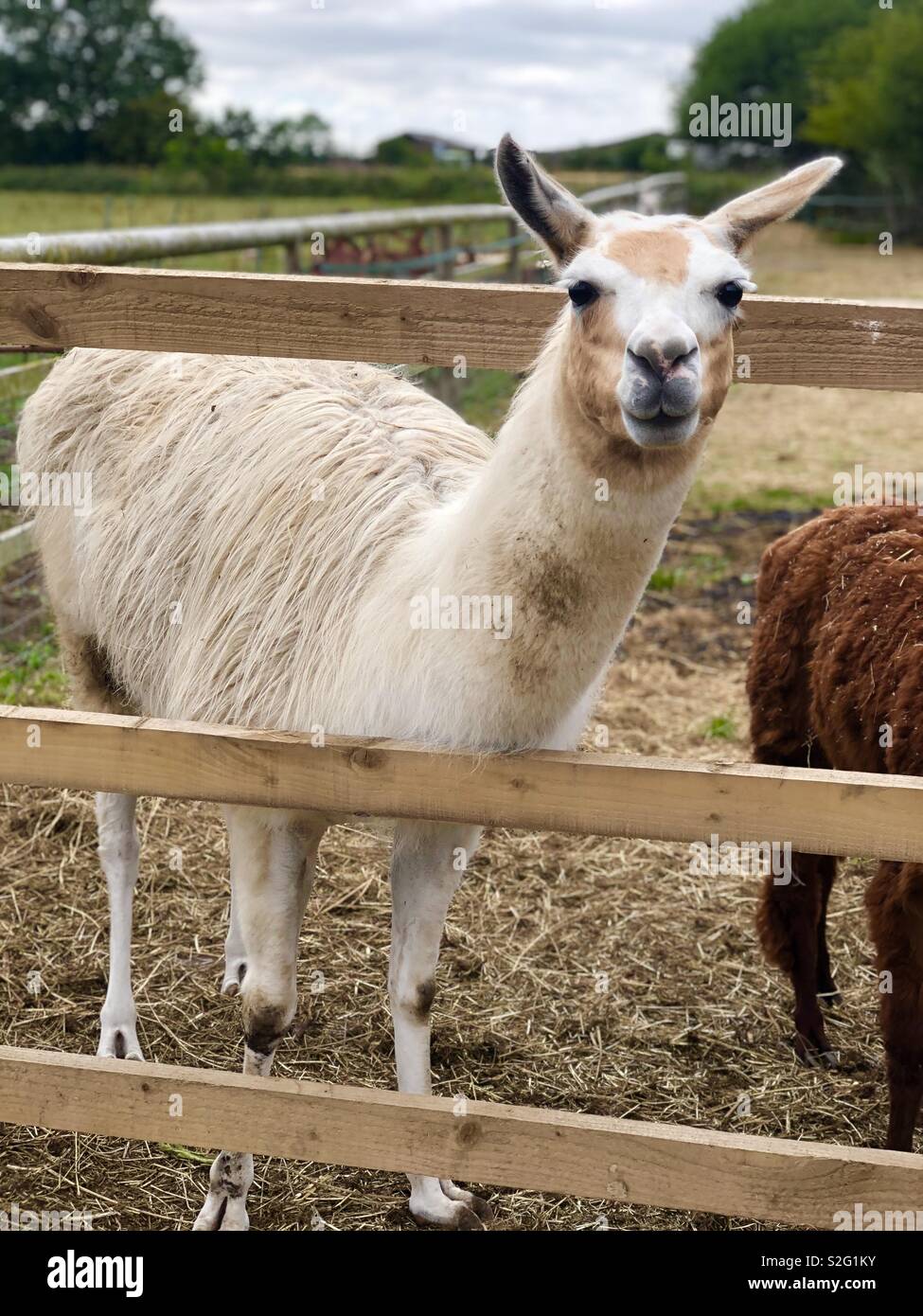 Drama llama hi-res stock photography and images - Alamy