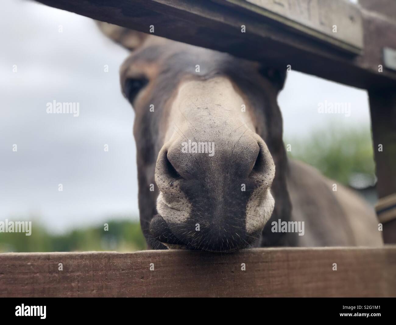 Donkey nose hi-res stock photography and images - Alamy