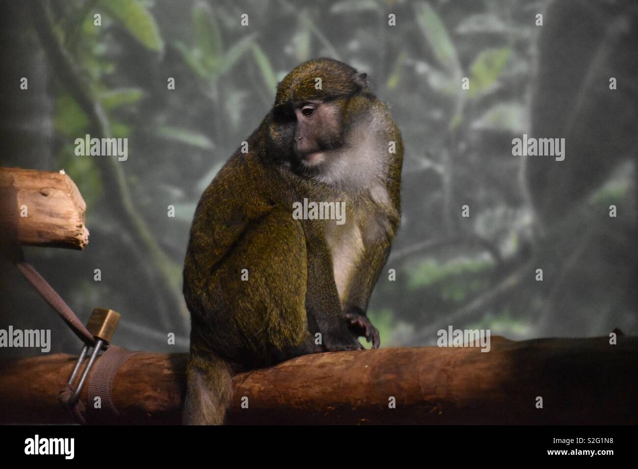Sad monkey hi-res stock photography and images - Alamy