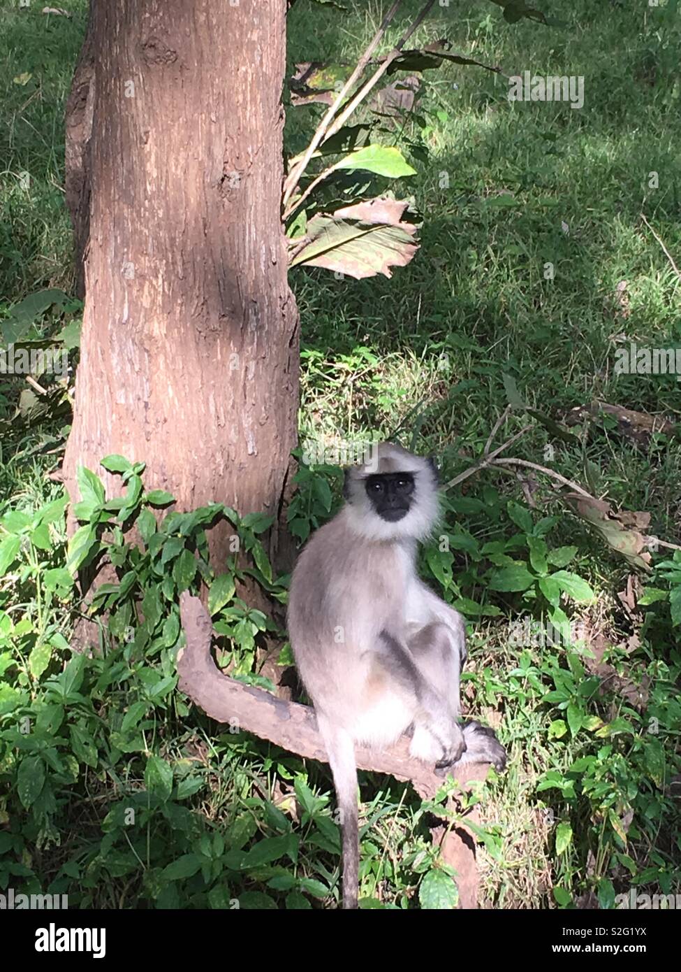 Forest langoor hi-res stock photography and images - Alamy