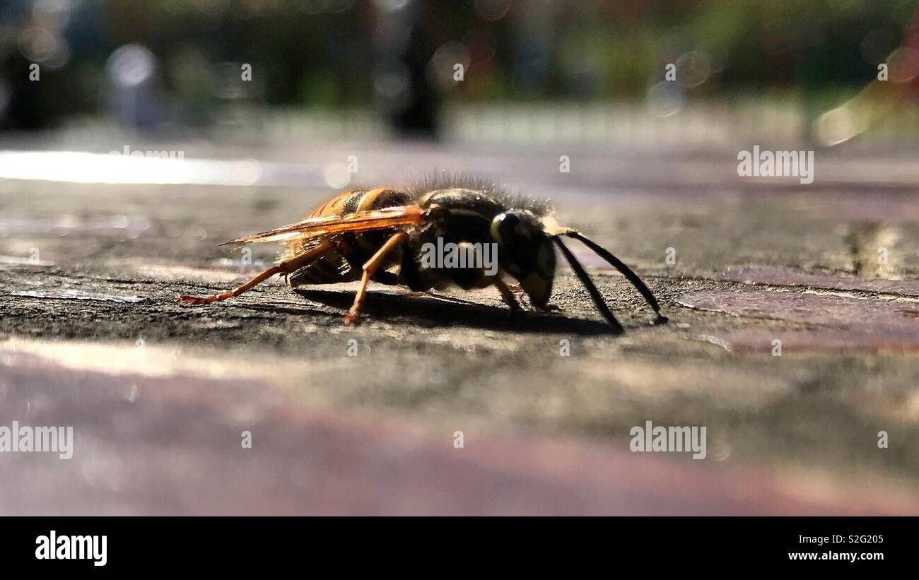 Bee way hi-res stock photography and images - Alamy