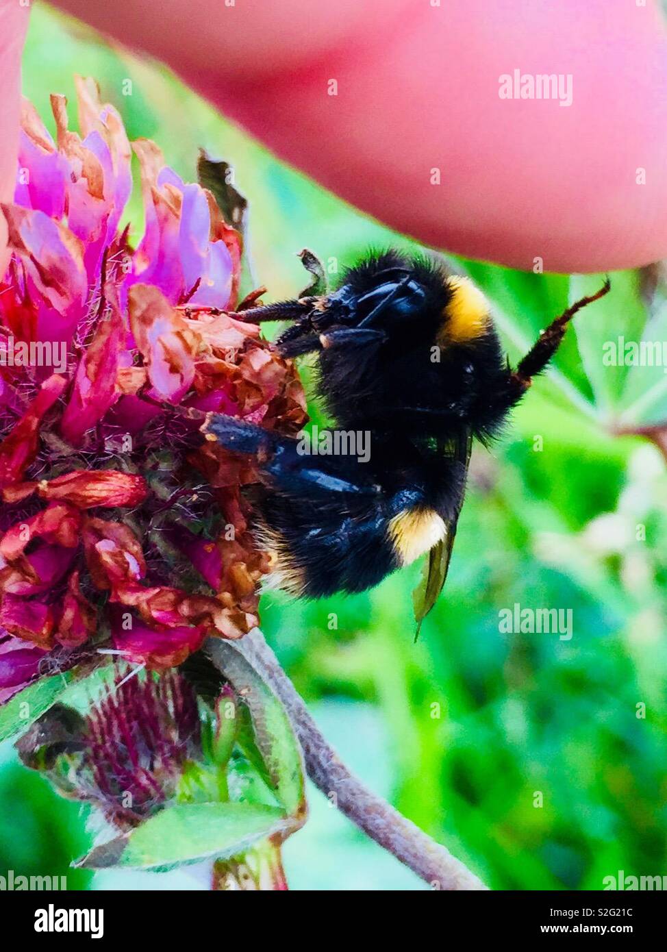 Bee high five Stock Photo - Alamy