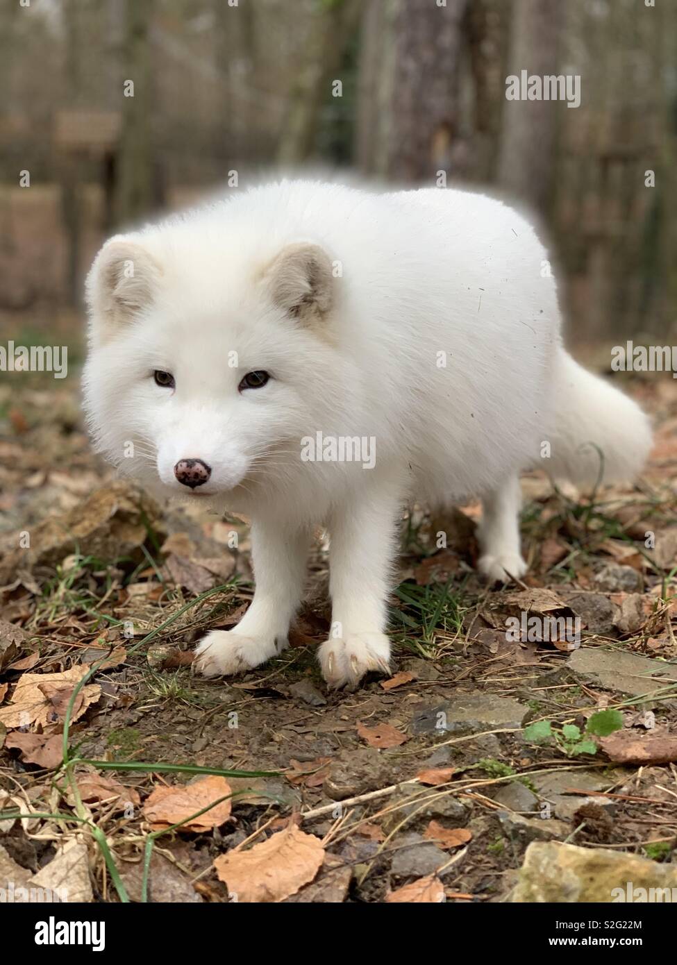 Carnivore polar fox hi-res stock photography and images - Alamy
