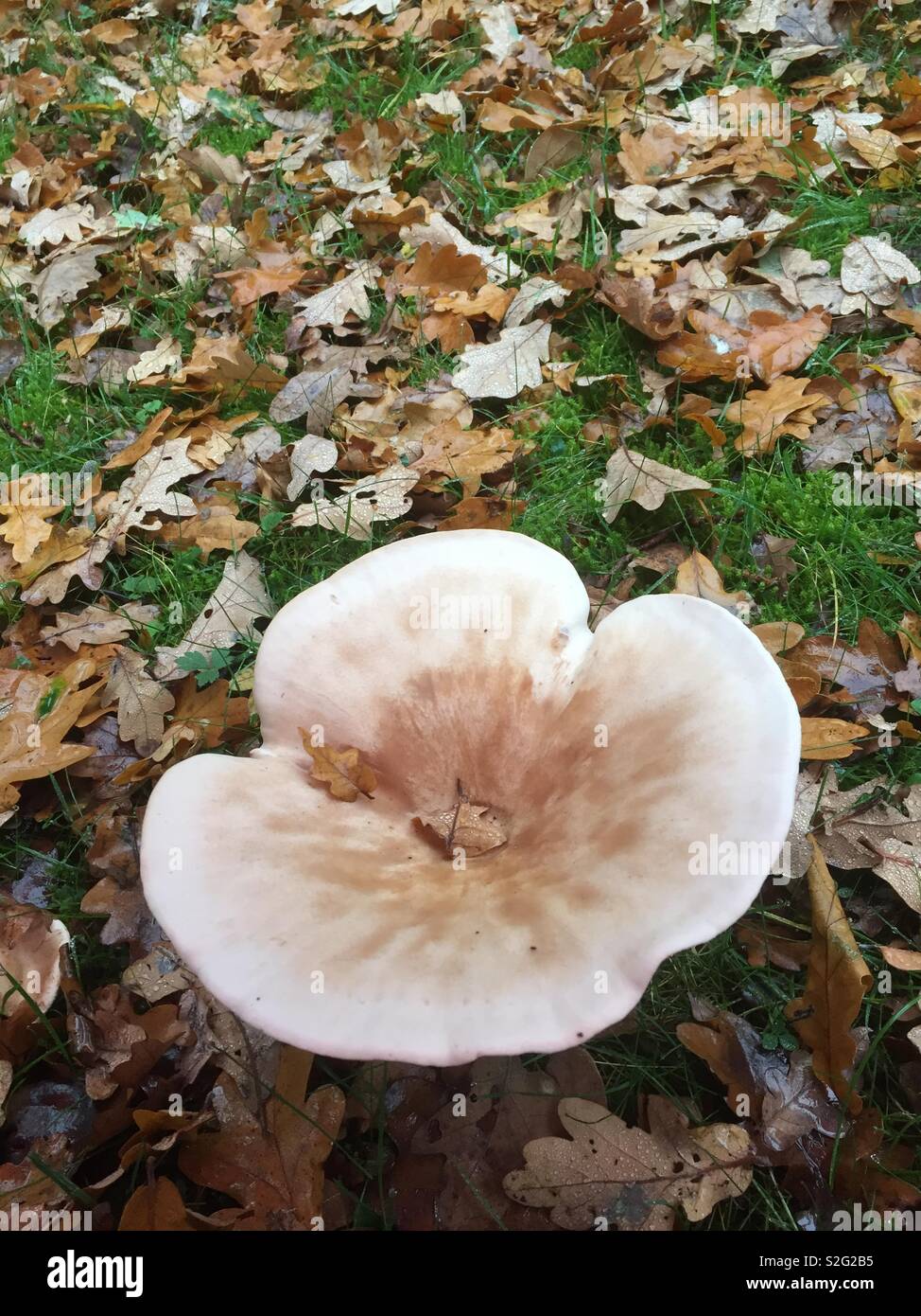 Giant mushroom hi-res stock photography and images - Alamy