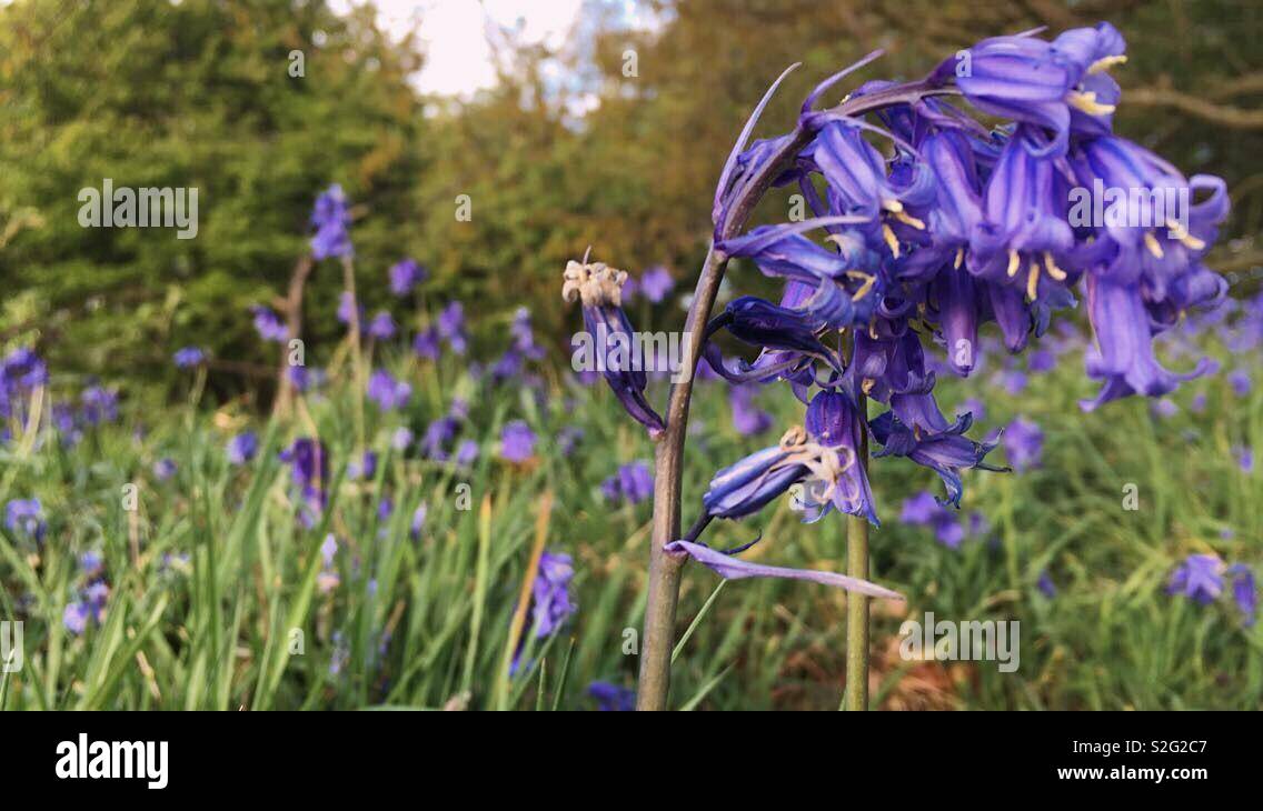 Bells life hi-res stock photography and images - Alamy