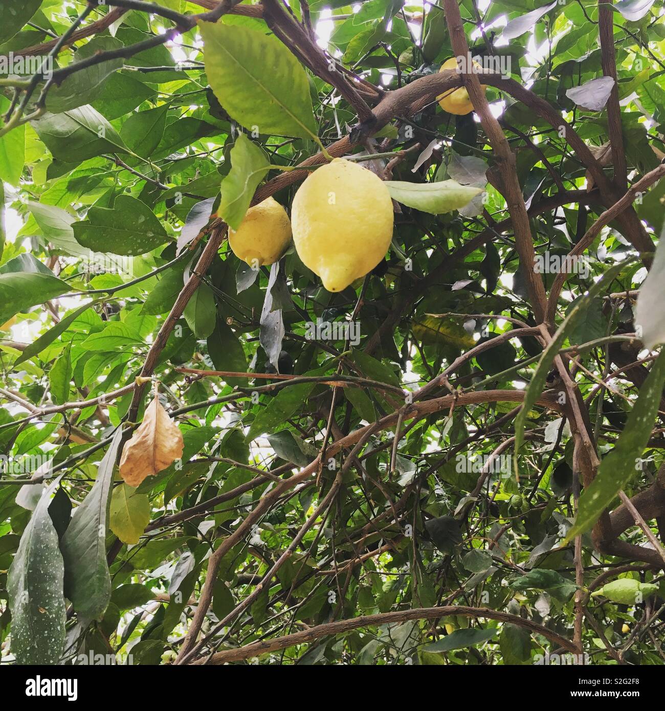 Lemon Tree High Resolution Stock Photography and Images - Alamy