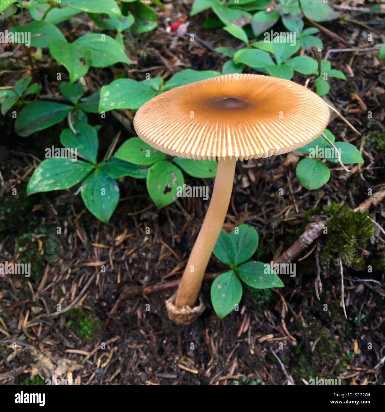Toadstool fungi on forest floor in Canada Stock Photo - Alamy