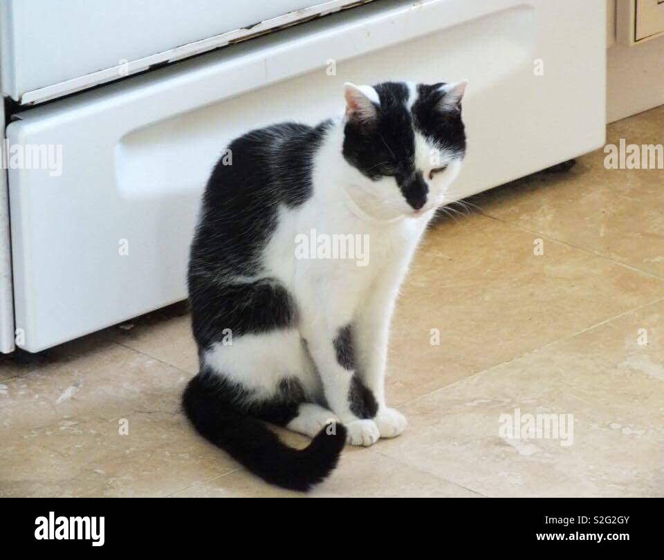 Beautiful Chloe Cat Stock Photo - Alamy