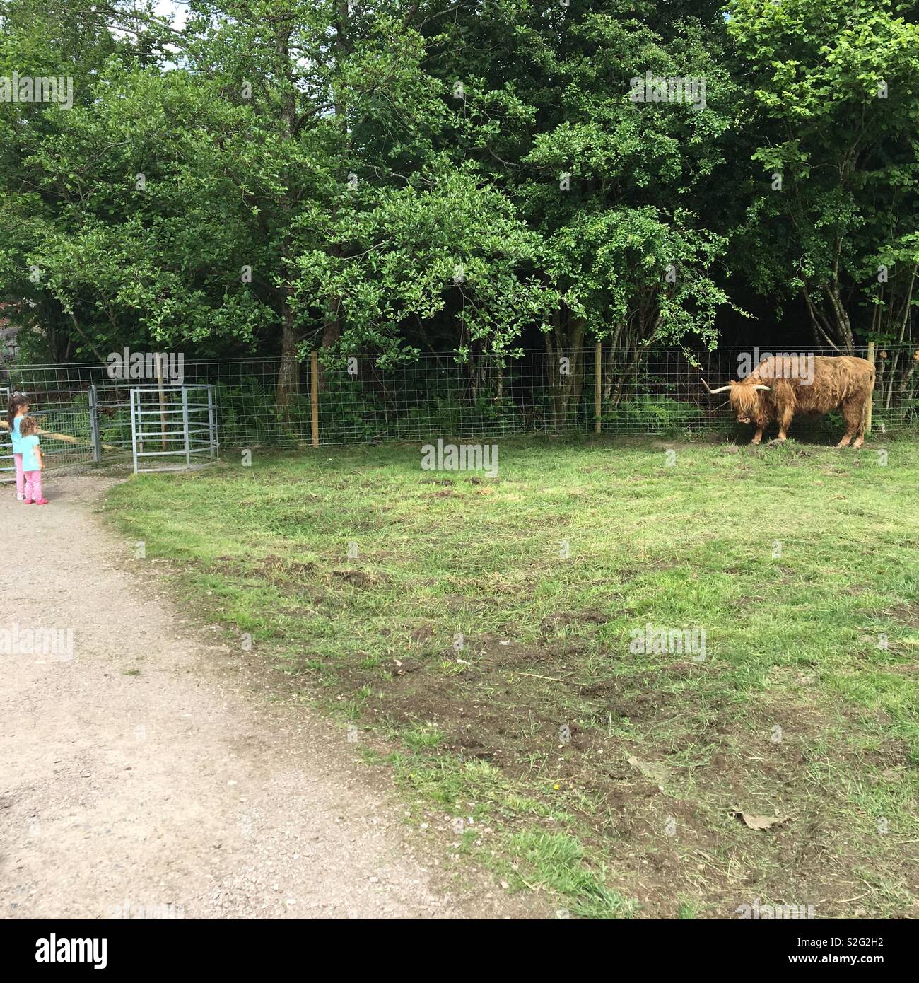 Highland cow castle hi-res stock photography and images - Alamy