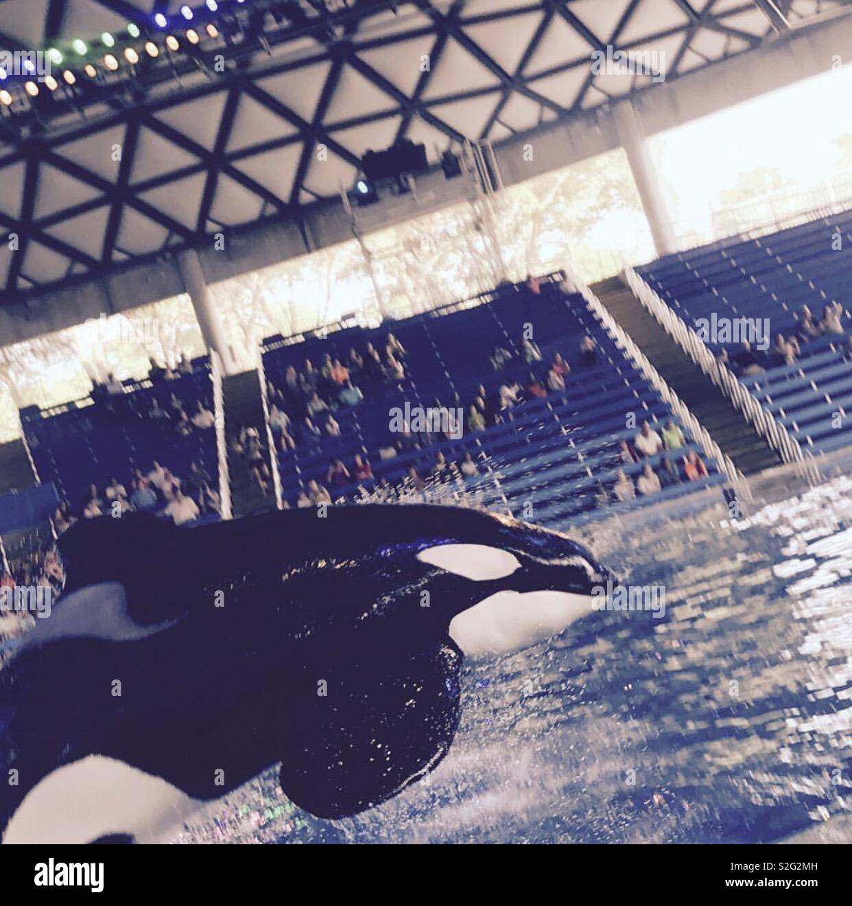 Shamu hi-res stock photography and images - Alamy