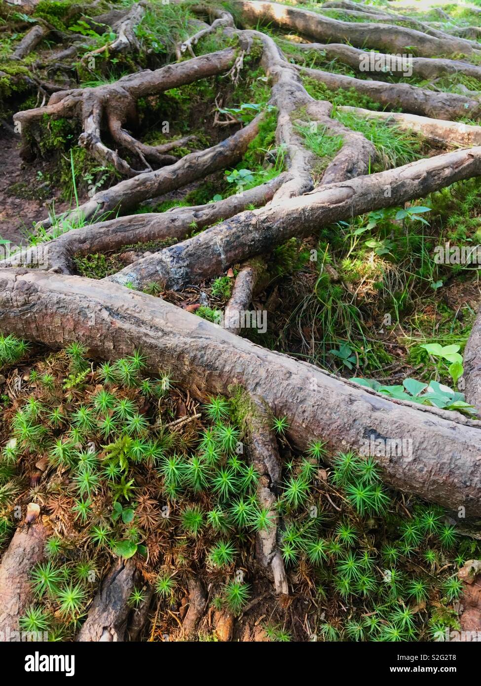Tree roots on forest floor Stock Photo - Alamy