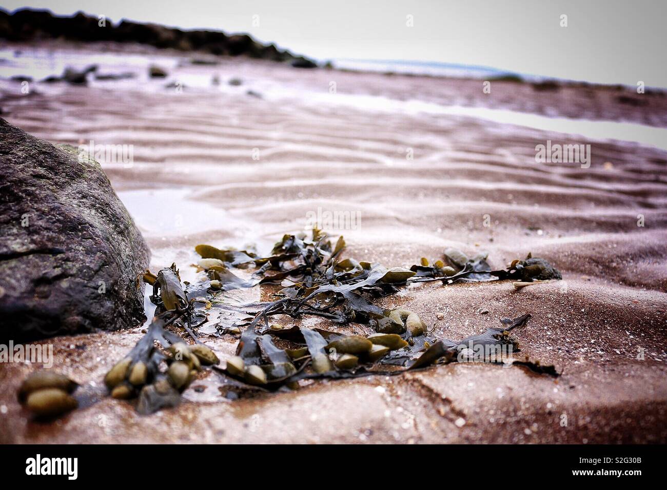 Seaweed on a beach hi-res stock photography and images - Alamy