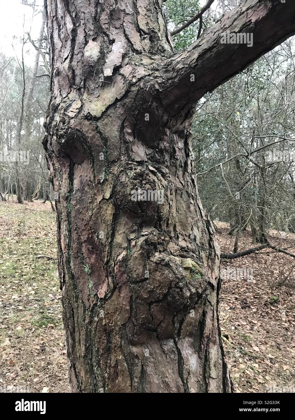 Bark face texture hi-res stock photography and images - Alamy