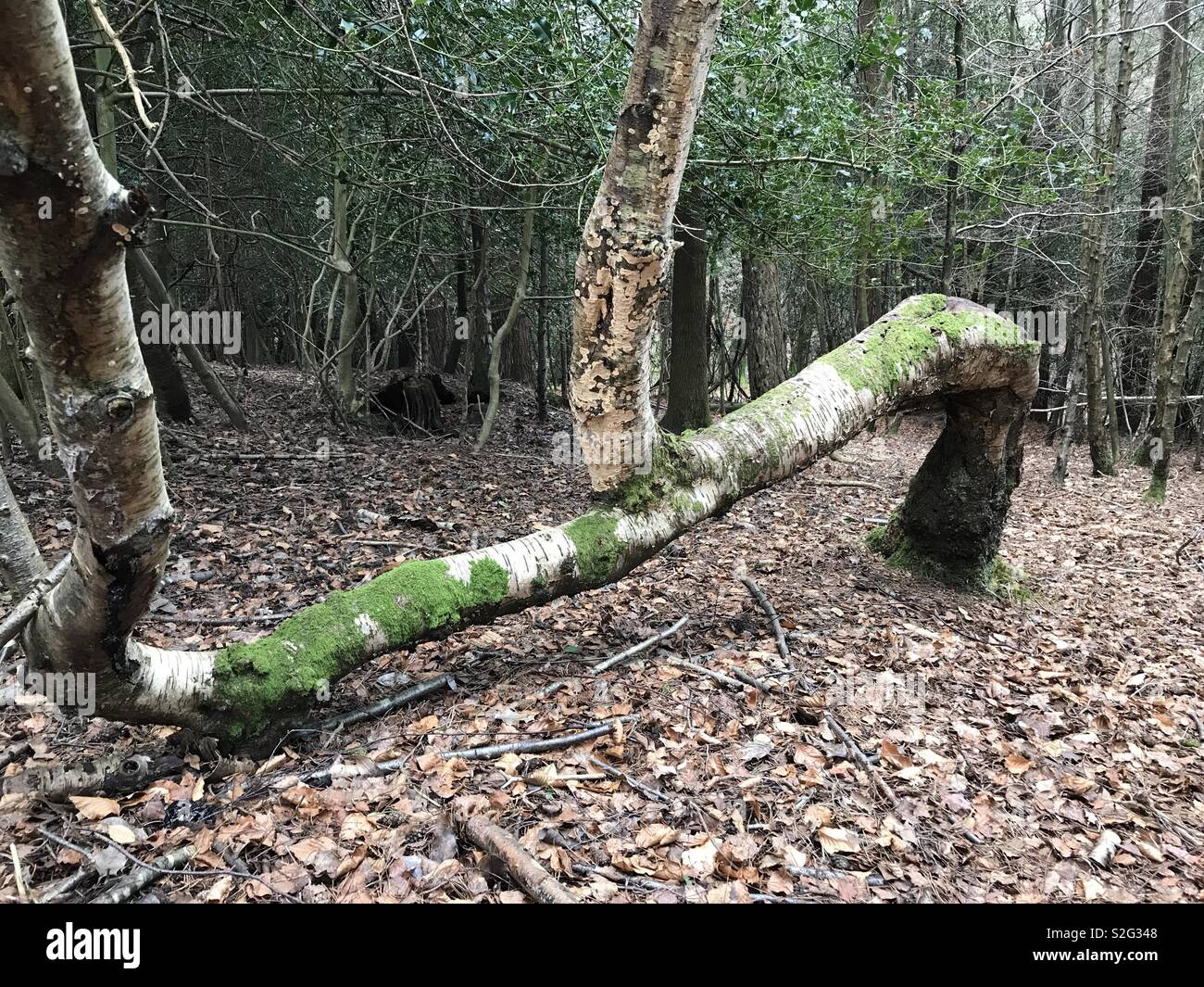 Bent tree hi-res stock photography and images - Alamy