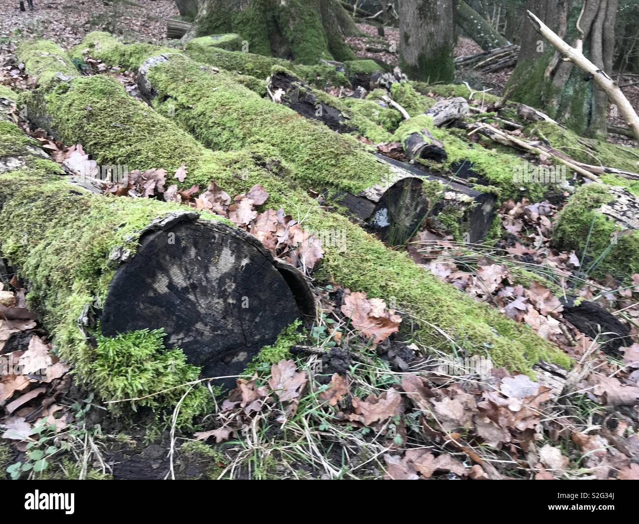 Moss covered tree trunks on ground Stock Photo - Alamy