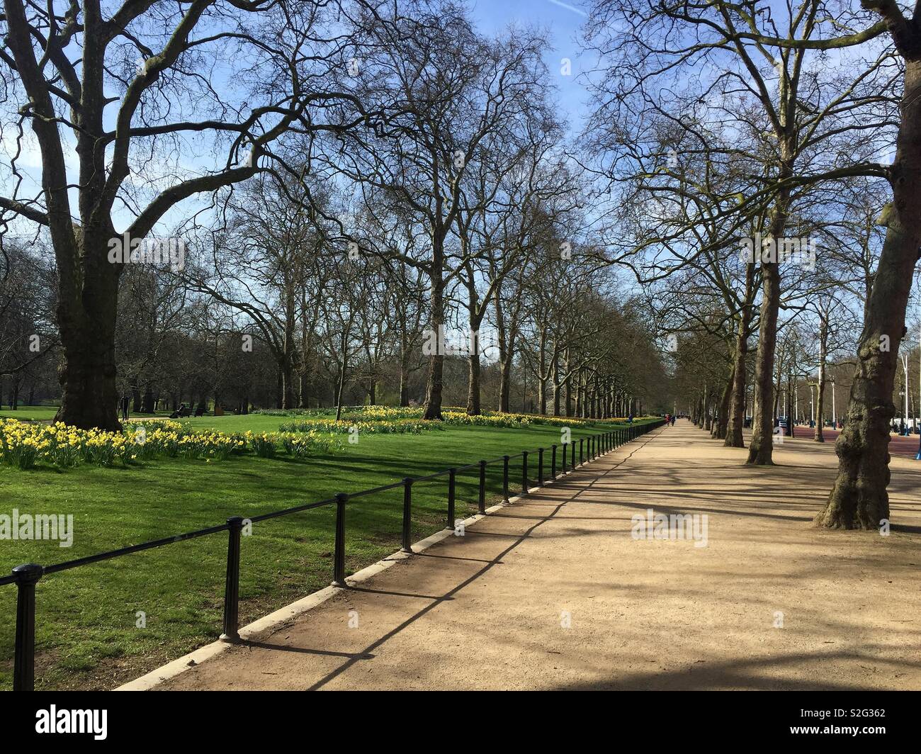 Daffodil walk along the sunny Mall in London Stock Photo - Alamy