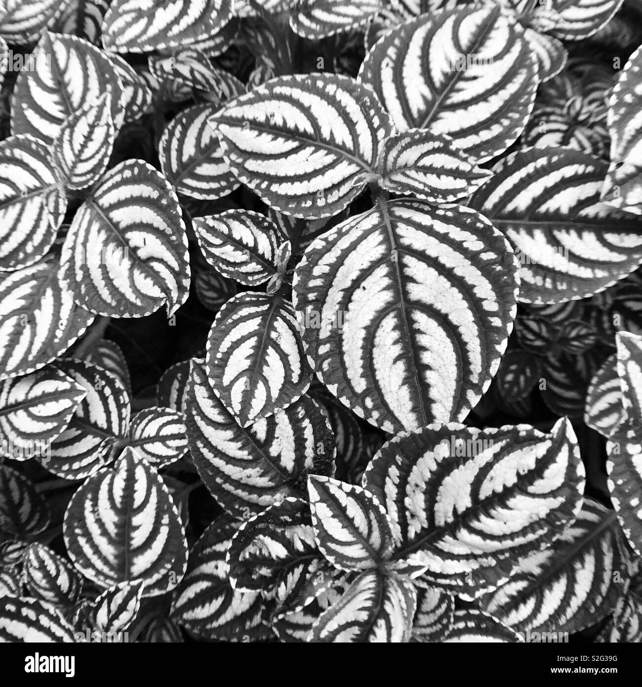 Monochrome plant leaves hi-res stock photography and images - Alamy