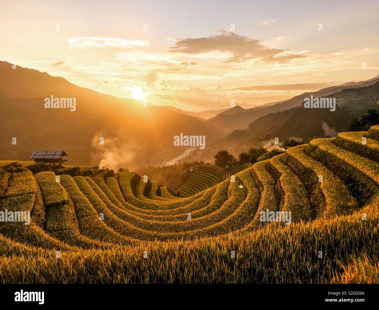 Rice field special hi-res stock photography and images - Alamy