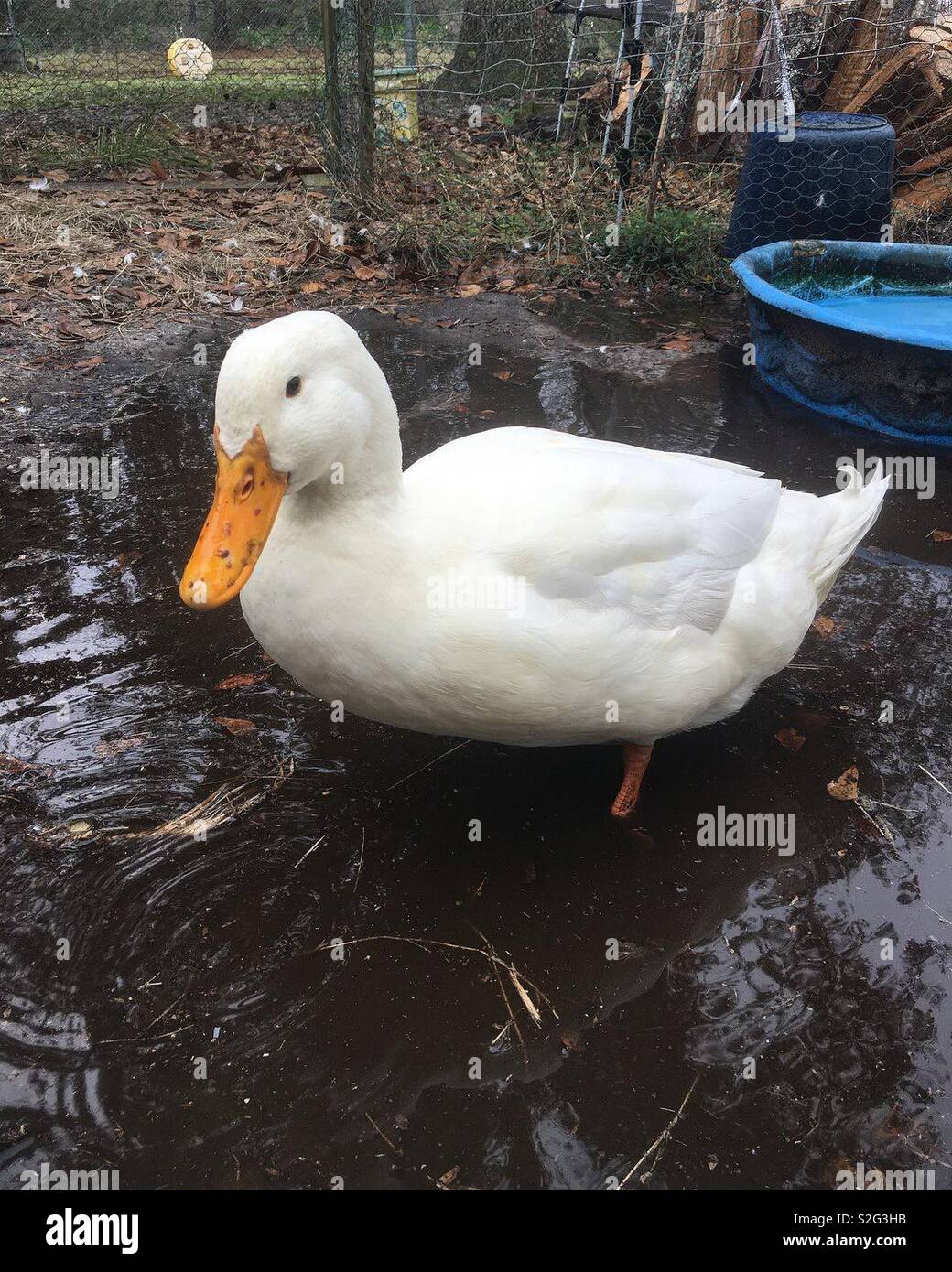 Hooves to Freedom Therapy duck playing in the water of South Georgia ...