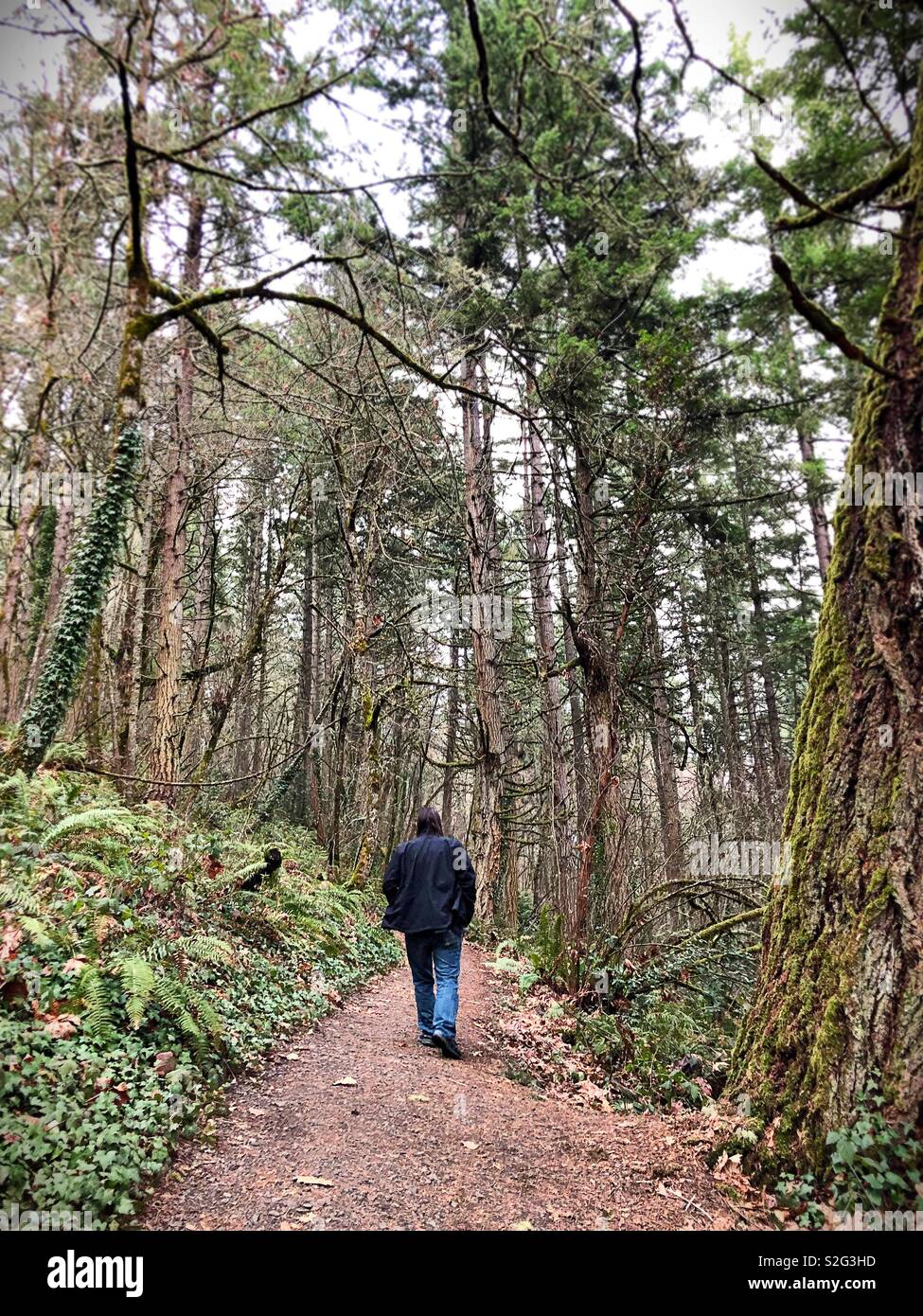 A man walking through a forest in Eugene, Oregon, USA Stock Photo - Alamy